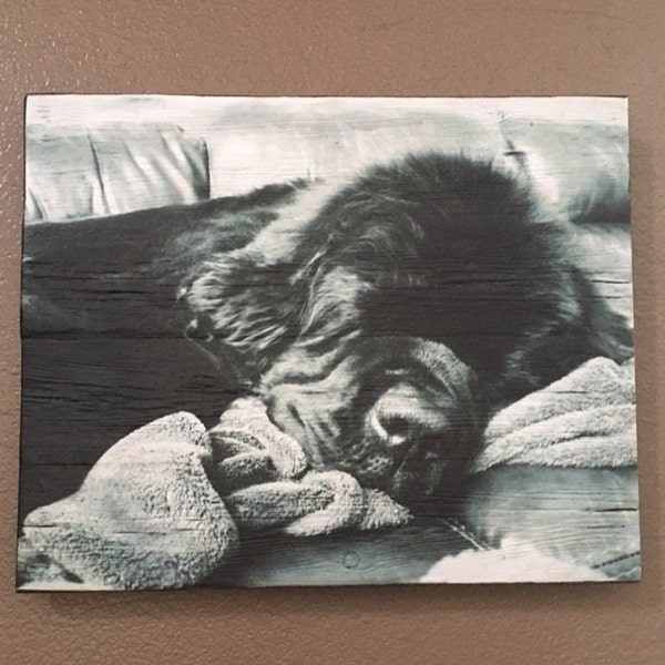 Don't Tread on Me Reclaimed Wood Sign Depicting Rattlesnake and ...