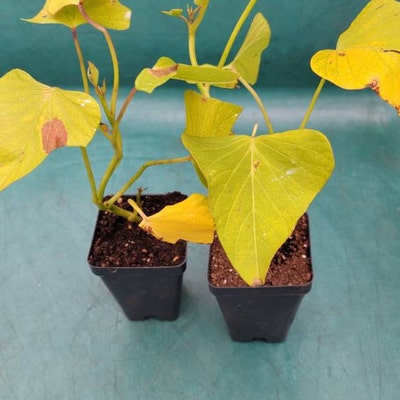 Orange Bignonia Crossvine Plant tangerine Beauty Crossvine Rooted ...