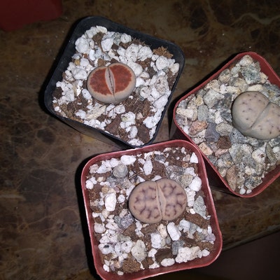 Lithops Rock Succulent Plant One Potted Plant - Etsy