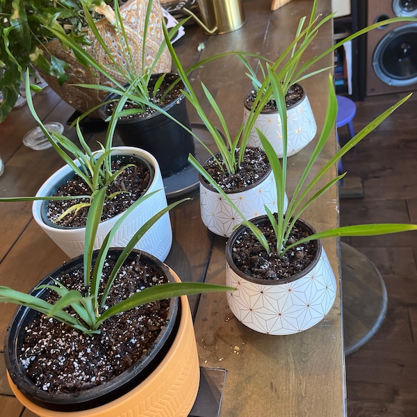 Weeping Corkscrew Willow Sapling in Nursery Pot. Live Rooted Salix ...