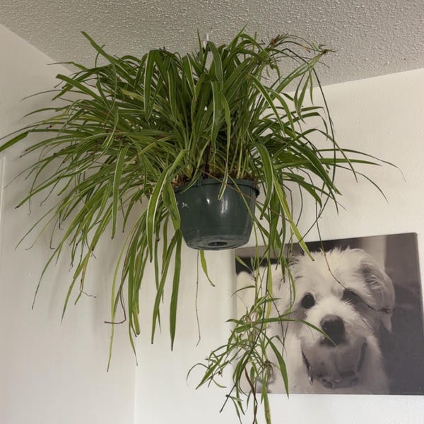 Overgrown Spider Plant in Hanging Basket - With Pups! - Etsy