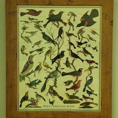 North American Butterflies Antique-style Poster, Butterfly ...