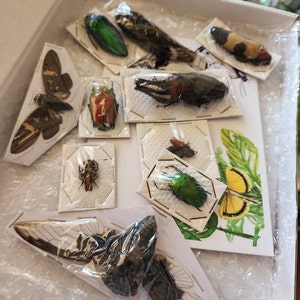 Pack of 5, 10, 25, 100 Assorted Beetles A1 Unmounted Insect Specimens ...