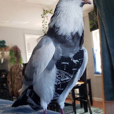 Leashes for Chicken / Duck Diapers - Etsy