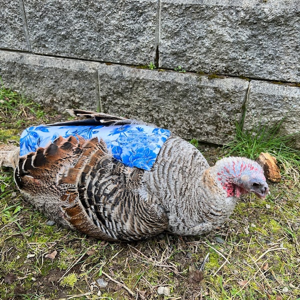 XL Turkey Saddle/apron Sturdy Small Broad Breasted Denim Backed - Etsy
