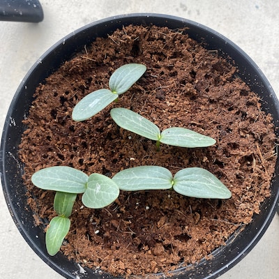 35 Organic Loofah Seeds Luffa Edible Squash Sponge Harvest Non-gmo ...