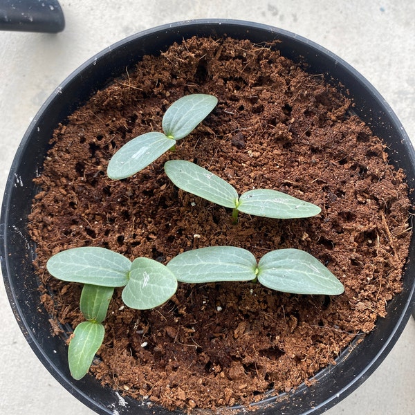 35+ Organic Loofah Seeds | Luffa | Edible Squash | Sponge Harvest | Non ...