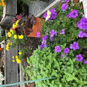 Pollinator Habitat in Progress Sign Promoting Native Plants Quality ...