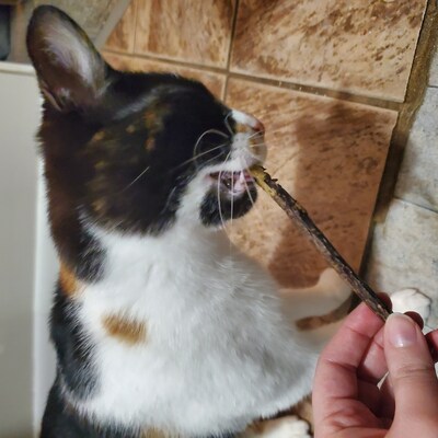 20 Ct Mini Matatabi Cat Chew Sticks All Natural Catnip Alternative ...