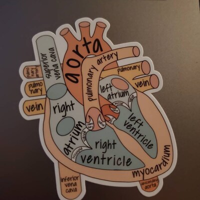 Anatomical Heart Sticker Hand Drawn Water Resistant Vinyl Sticker - Etsy