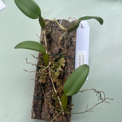Trisetella Abbreviata Miniature Orchid Intermediate/cool Grower ...