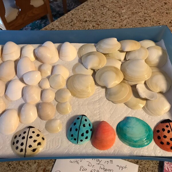 Sunray Venus Shells, Size Giant (4.5"- 5.5") - per 6 Shells - Florida ...