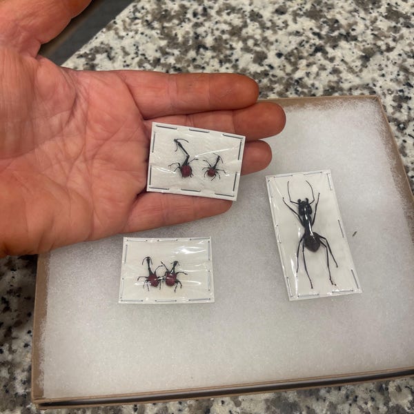 PAIR Giraffe Weevils, Trachelophorus Giraffa PAIRS, Entomology, Real ...