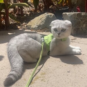 Safetykatz Walking Jacket Red Custom Made Cat Reversible - Etsy