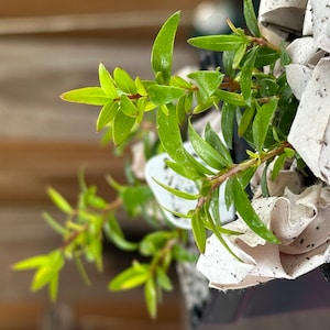 Silene Capensis Silene Undulata Xhosa African Dream Root Plant - Etsy