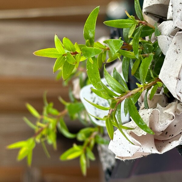 Myrtus Communis Myrtle Tree in 2.5 Inch Pot Mediterranean Seasoning - Etsy