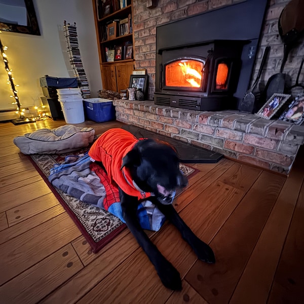 Comfortable Full Body Dog Suit, Overall for Dogs, Waterproof ...
