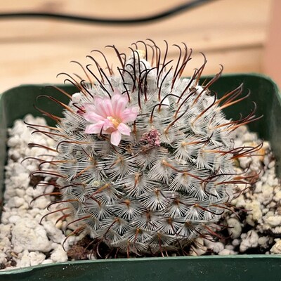 Crassula Picturata tiger Jade 4 - Etsy