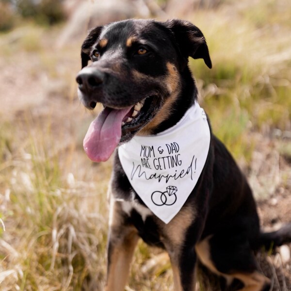 What Turkey Funny Thanksgiving Dog Bandana, Fall Dog Bandana, Turkey ...