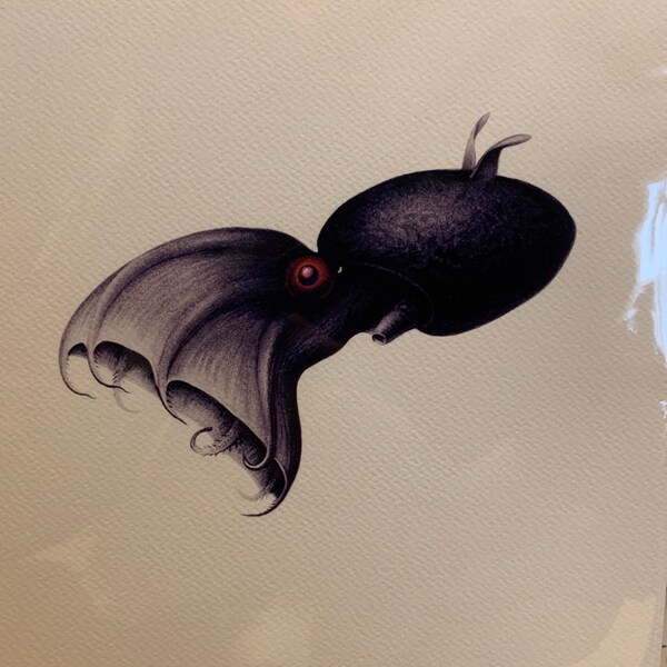 Vampire Squid (vampyroteuthis Infernalis) - OC-17 - Fine Art Print of a ...