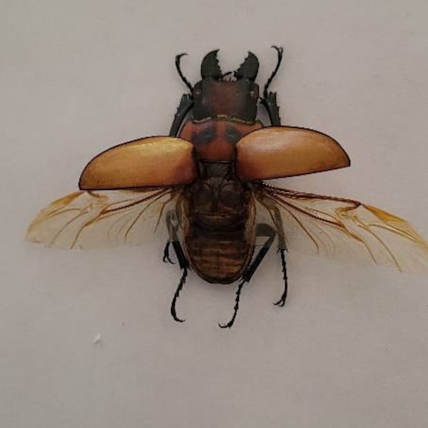 Beetle Mounting Kit for Beginners, With Real Beetles and Tools - Etsy