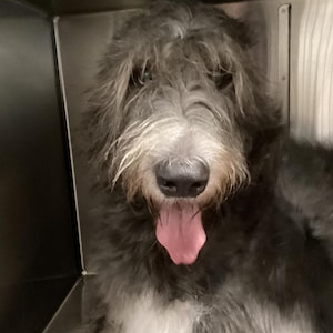 Artist Neil Eyre Eyredesigns 2023 Travel Gnome Troll Bees Honey Bee ...