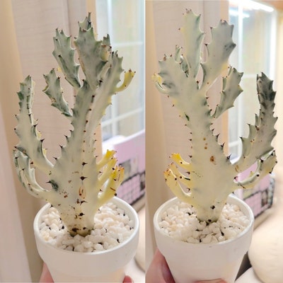 Ferdinand Agave King of the Agave Nickelsiae Agave Cactus - Etsy