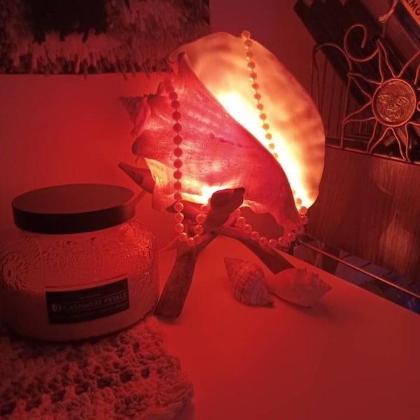 Bahamian Queen Conch Shell Light I Pink Conch Shell Night Light I SLIT ...