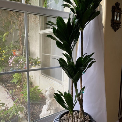 Dracaena Janet Craig Compacta Cane Plant in 2g Pot About 36 Tall - Etsy
