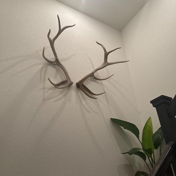 Acrylic Invisible Shed Antler Wall Mount Display - Etsy
