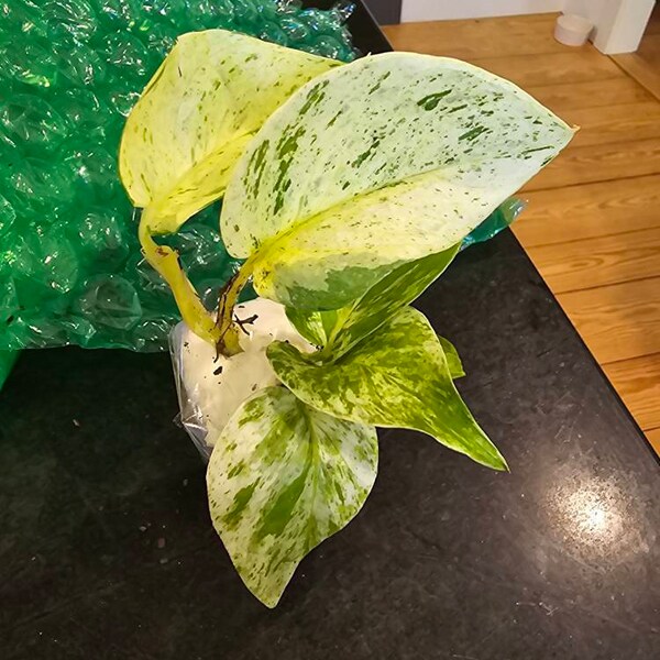 Snow Queen Pothos Single Starter Plant in a 1.5" Pot - Epipremnum ...