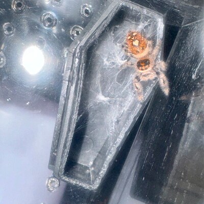 DIY Bundle Jumping Spider Enclosure Decor mini Accessories Wood Ledges ...