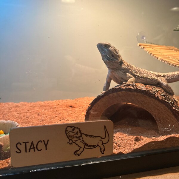 Bearded Dragon Tank Decor, Bearded Dragon Tank Accessories, Bearded ...