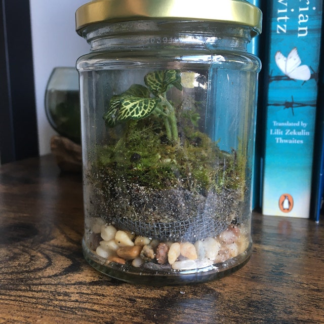 A Mini Earth in a Jar Your own little ecosystem by MiniEarths