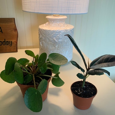 Rubber Tree Plant Ficus Elastica Black Prince Rubber Fig - Etsy