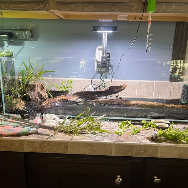 Rustic Dragon Wood Driftwood From Fl.red Oak Very Unusual in Color and ...