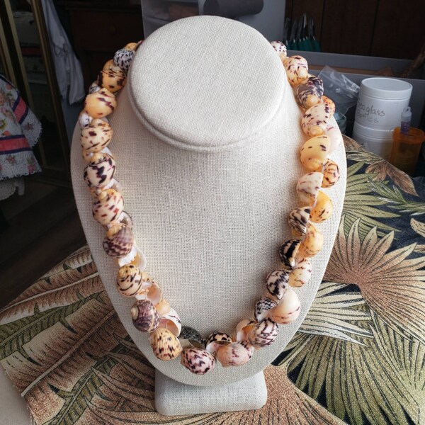 100 Small Bleeding Tooth Shells Seashells (1/2" - 1") Nerita Peloronta ...