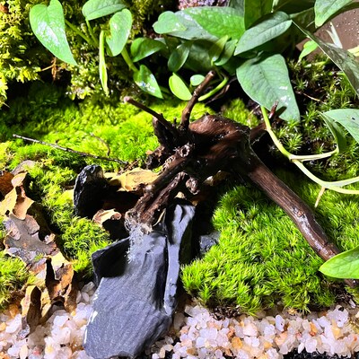 Live Frog Moss Mood Moss Pads Dicranum for Terrarium or Vivarium Quart ...