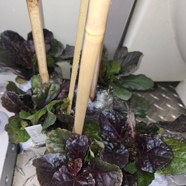 3 Musa poquito Banana Tree/ Banana Tree in 4 Inch Cups one Plant per ...