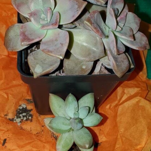 Echeveria ‘diana’ - Etsy