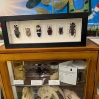 The GIANT Centipede scolopendra Subspinipes Framed & Mounted Arachnid ...