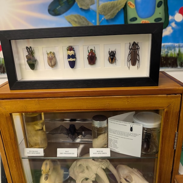 The GIANT Centipede (scolopendra Subspinipes) | Framed & Mounted ...