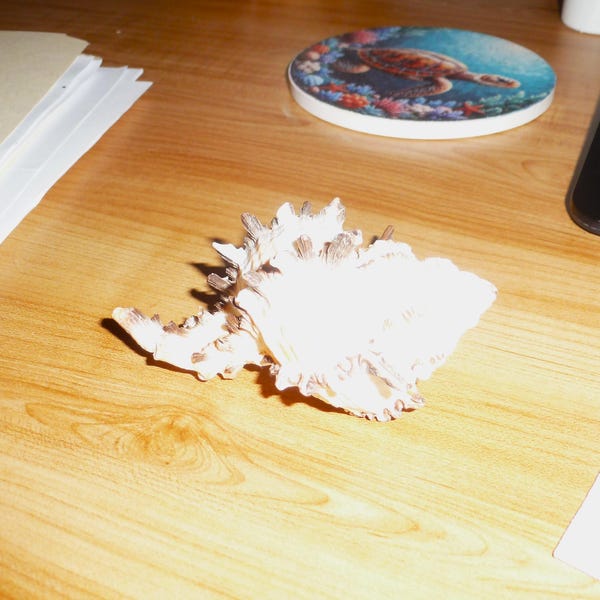 Arrowhead Sand Dollar Shell Extra Large Encope Michelini (1 Shell ...