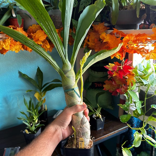 Rlc. Sung Ya Green 'mailman' 2.5 Pot - Etsy