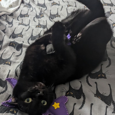 Magical Purple Moon Catnip Cat Toy, Magic Witch and Wizard Cat Toy ...