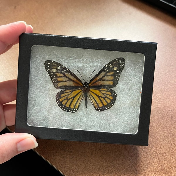 Classic Riker Mount Frames, Glass Top Display for Collectibles. DIY ...