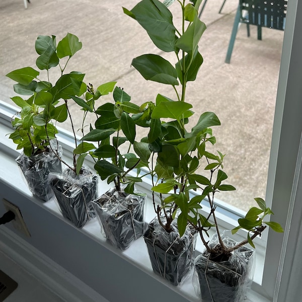 RIBES 'LITTLE BEN' - Gooseberry - Starter Plant - Approx 6-8 Inch ...