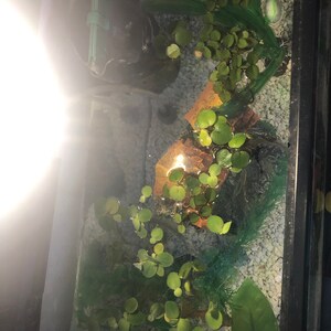Floating Plant Package 1, Frogbit Dwarf Water Lettuce Water Spangles ...