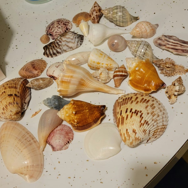 Florida Whelk Egg Casing - Etsy