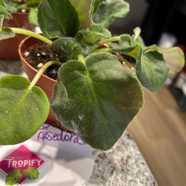 Miniature Rare Mini African Violet jolly Snow White 2 Potted House ...